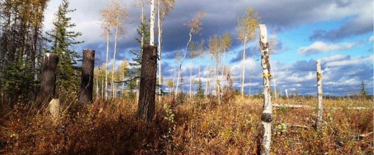 Audit: BCTS and TSL Holders - Stuart-Nechako Business Area in the Fort ...