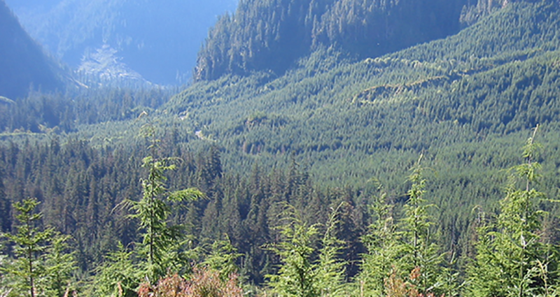The British Columbia Forest Practices Board Official Site