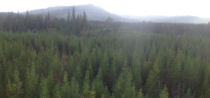 The British Columbia Forest Practices Board Official Site