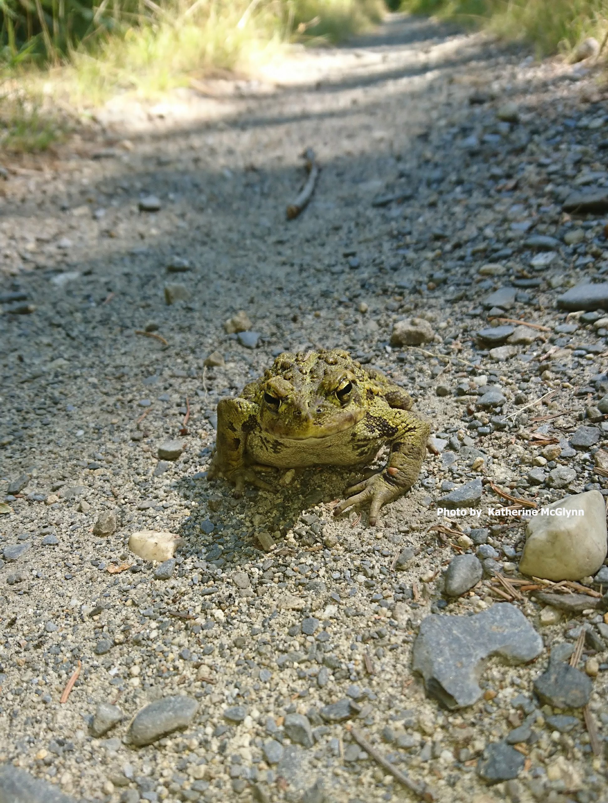Western Toads and Forest Harvesting near Summit Lake - BCFPB