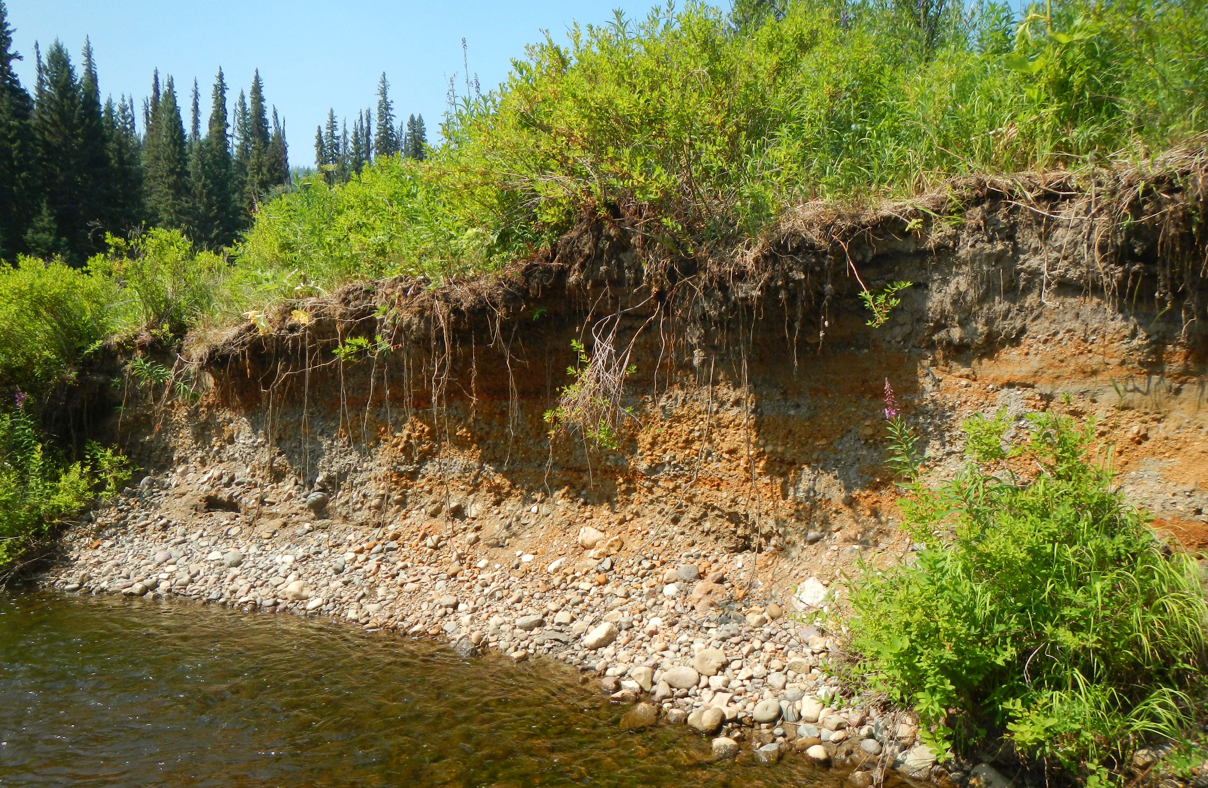 Road sediment causing impacts to fish habitat - Forest Practices Board