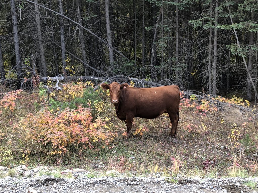 Cow-range - Forest Practices Board