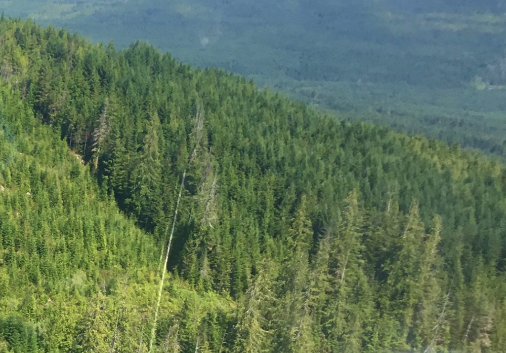 Board to audit five woodlots near Campbell River - Forest Practices Board