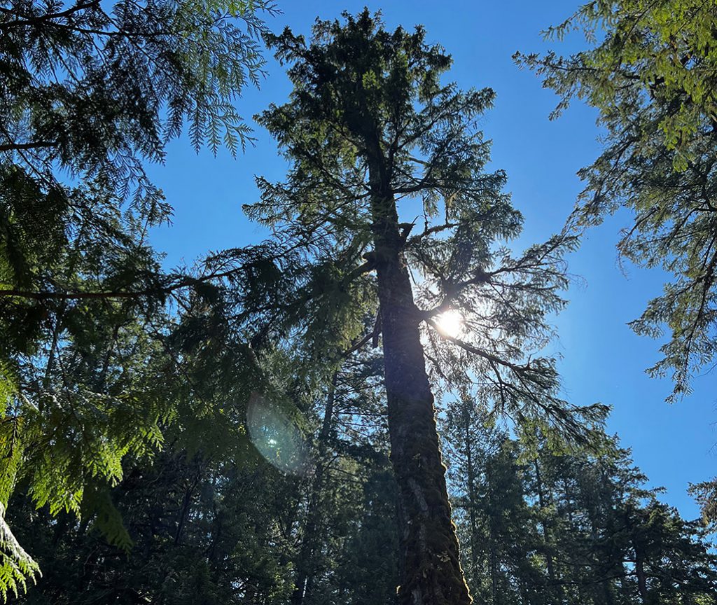 Board to audit Interfor’s forestry operations near Castlegar - Forest ...