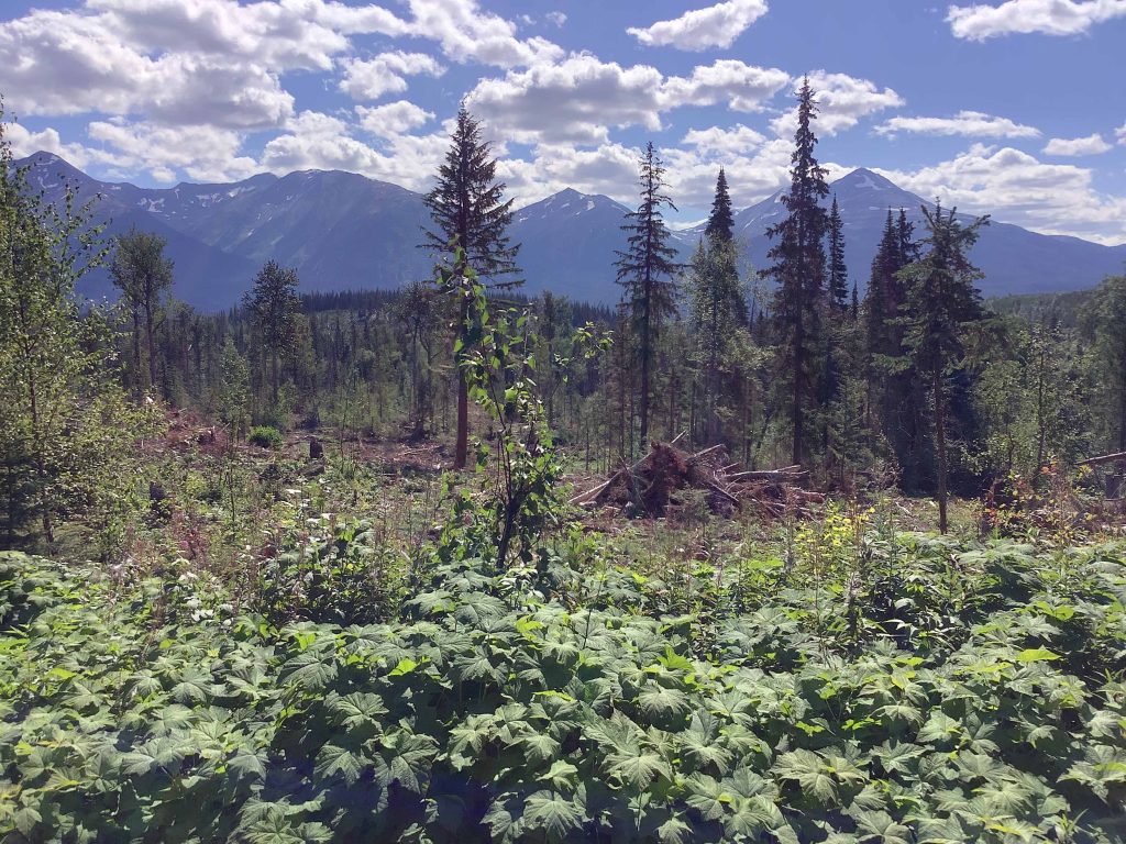Forest Practices Board - Audit: Tahltan Nation Development Corp.